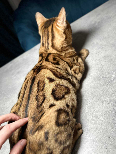 Bengaliski mushuk бенгальские кошки