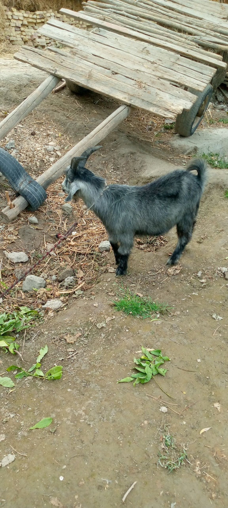 Nar echki sotiladi