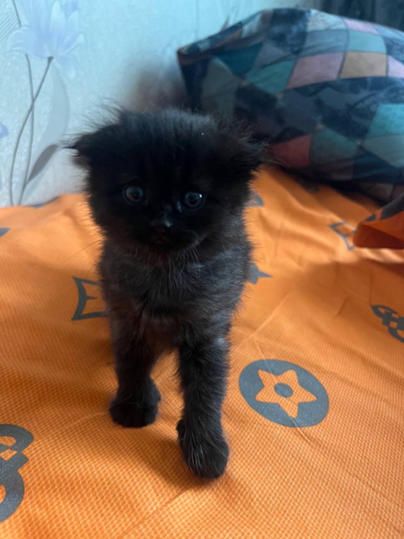 Котенок породы скотиш фолд