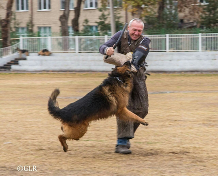 Профессиональная дрессировка собак. Кинолог.