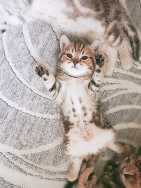 Продаются чистокровные котята скотиш страйт и скотиш форд