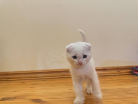 Продаются вислоухие котята