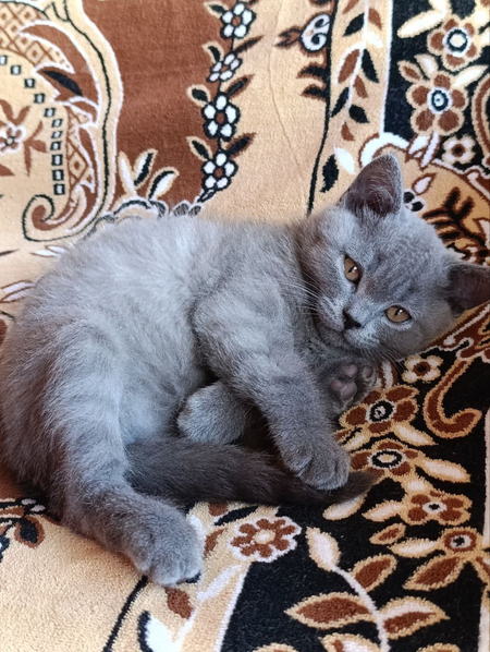 Чистокровный  британский кот