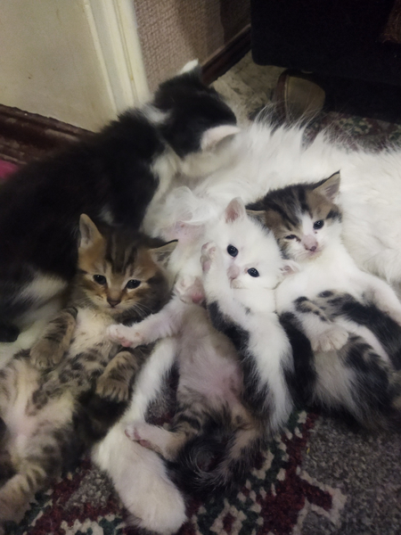Отдам котят в добрые руки