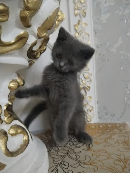 Мушукча британский