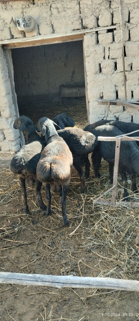 Qõchqorlar sotiladi