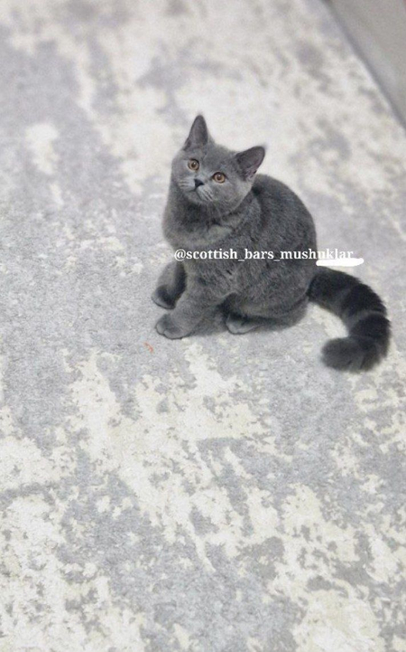 Мушук зотдор Британский