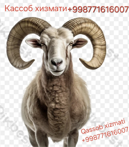 Qassob xizmati [Кассоб хизмати]