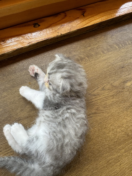 Котята. Котенок. Кошка.