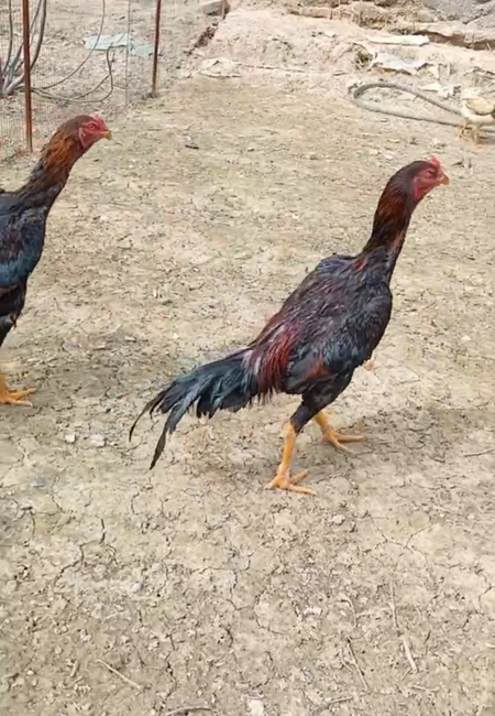 Zotdor xorozlar bor