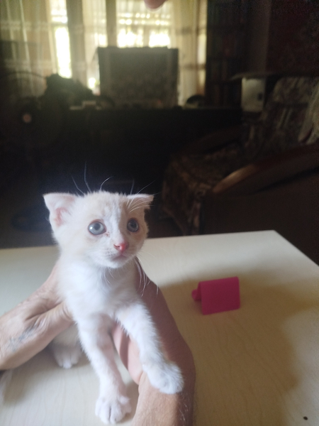 Продам 3-х котикоа породы Шотландской вислоухой.  Возраст 2 месяца.