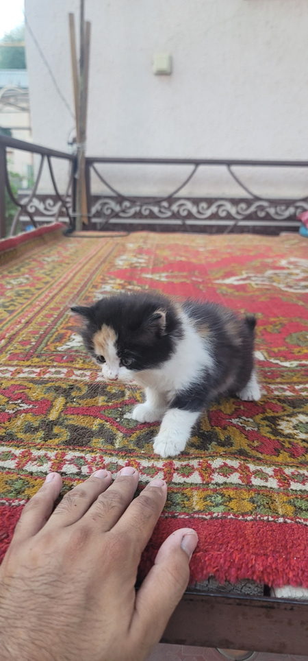 Отдам даром котята...