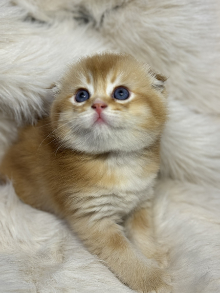 Шотландский скоттиш фолд
