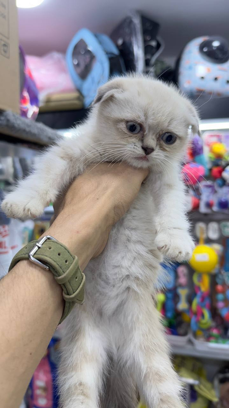 Очень умный котёнок!