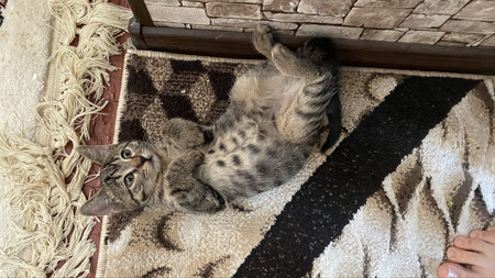 Котёнок мальчик 2 месяца
