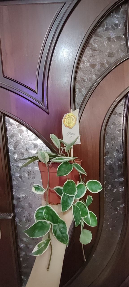 Продаю свои излишки