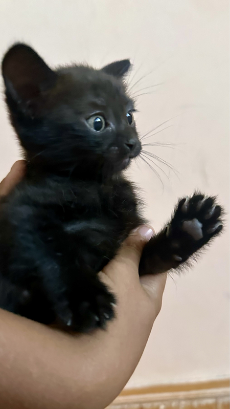 Продаются котята вислоухой кошки Мушукчалар сотилади (скоттиш фолд)