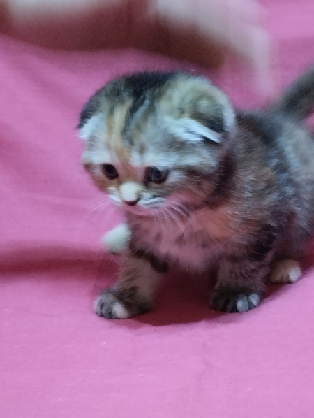 Продаются котята шотландцы