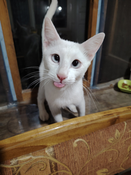 Продаётся милый котик.