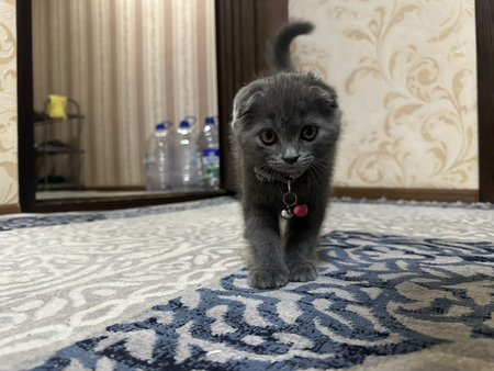 Шотландский вислоухий