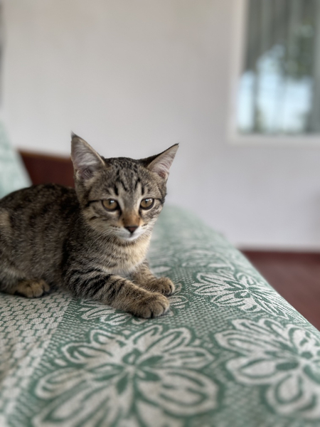 Котёнок, девочка, 3,5 месяца