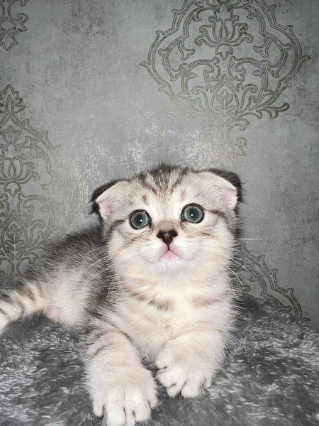 Шотландские котята Скоттиш Фолд серебристая шиншилла