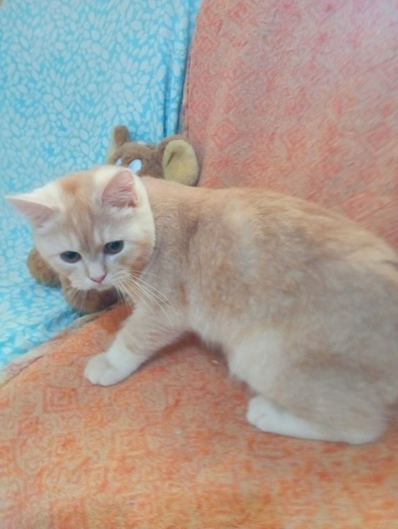 Шотландский котик 10 мес.
