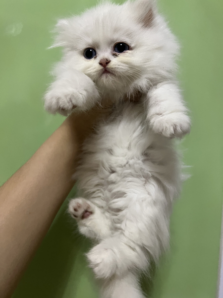 Котенок скоттиш страйт