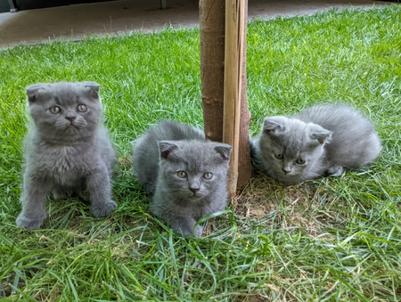 Ласковые котята ждут своих хозяев