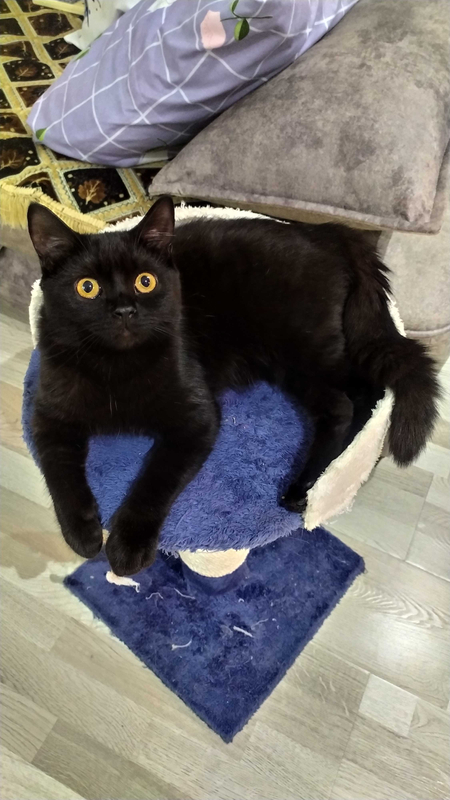 Продам породистых котят
