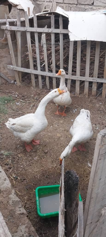 Gozlar sotiladi tezda kelishamiz