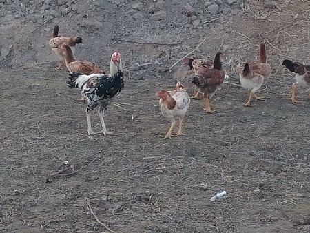 Dakan tuhumni sotilad