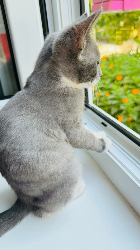 Отдам даром котенок