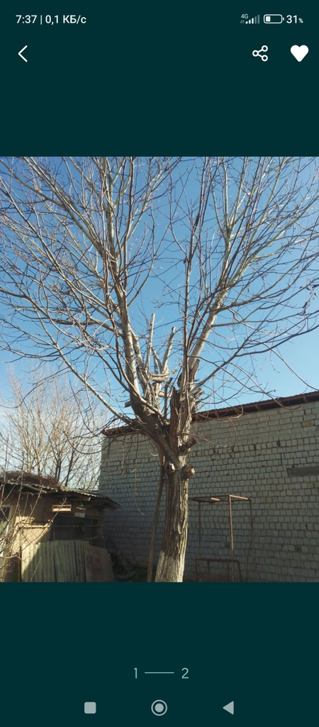 Yongoq daraxti sotiladi
