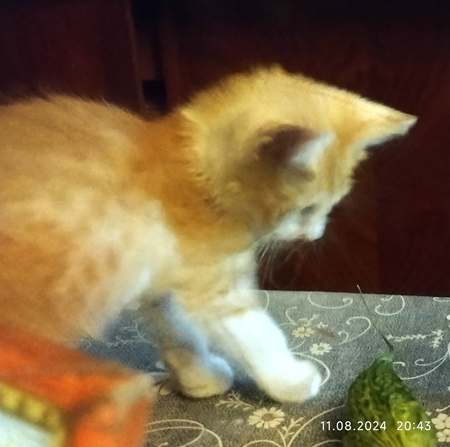 Рыжинький, игривый котенок