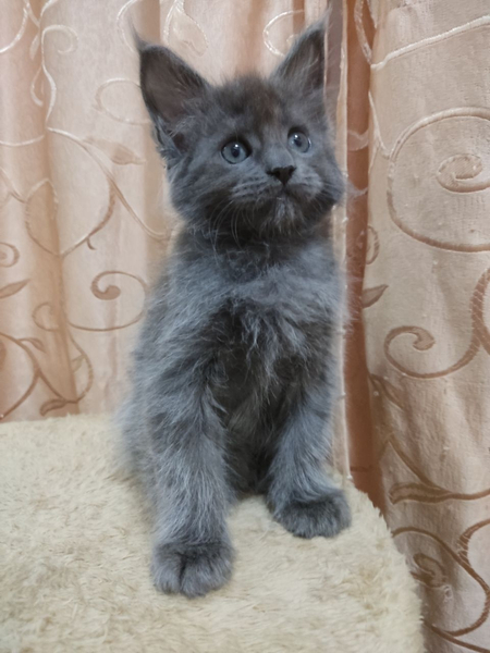 Мейн Кун девочка