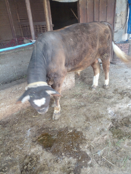 Buqalar sotladi 3ta