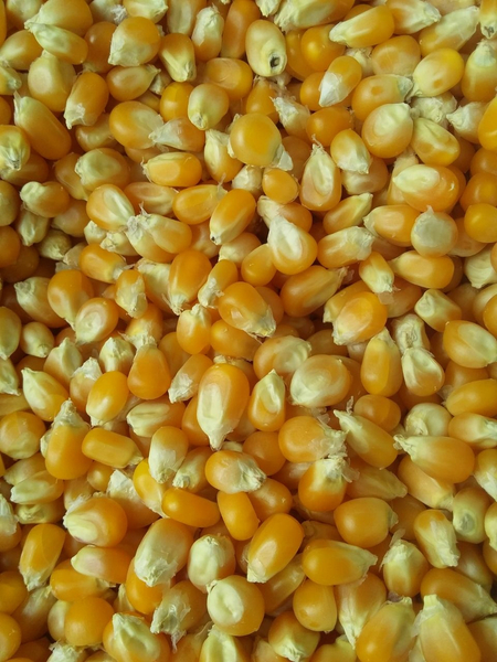 Popcorn makka Kapalak va Amerikanskiy bor