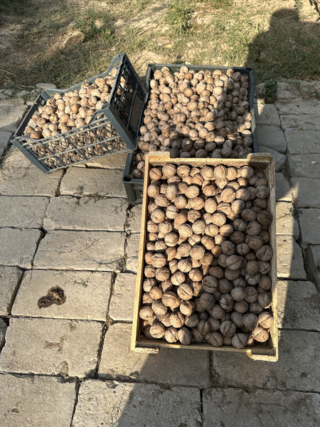 Продаются орехи