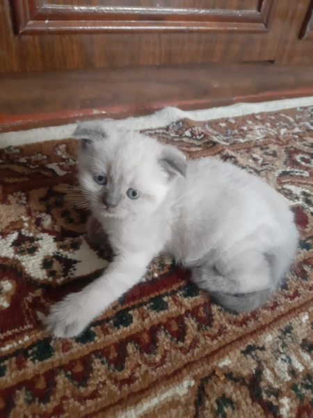 Продаётся котята