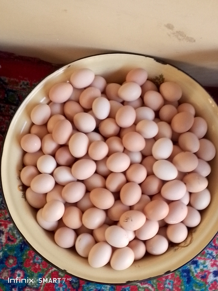 Damashni tuxum sotiladi sifati aʼlo darajada