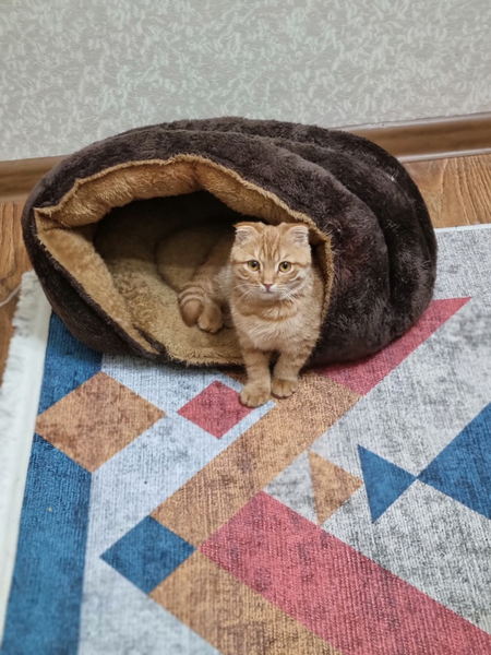Скотиш мушукча сотилади