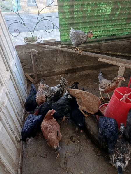 Продаются куры