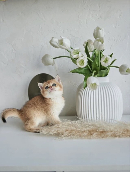 Продается золотые Шиншилы котята