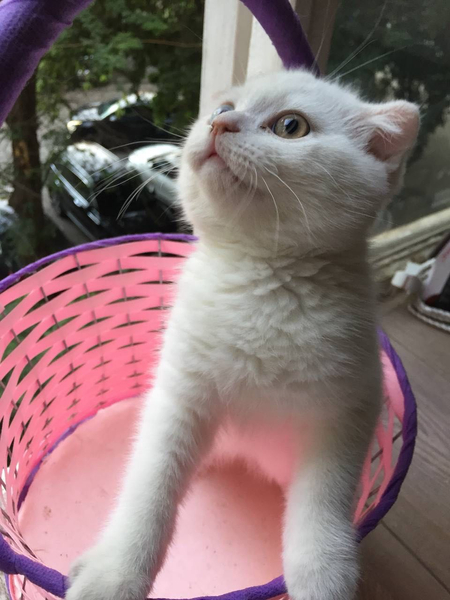 Котенок Скотиш фолд
