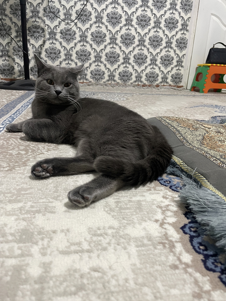 Скоттиш страйт на вязку