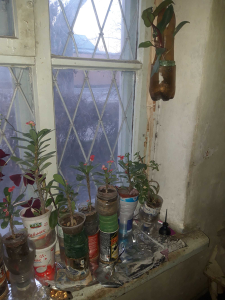 Комнатные растения