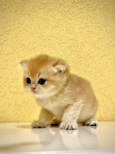 british golden shinshilla ny12 toza qon
