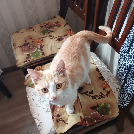 Кошка ищет себе дом