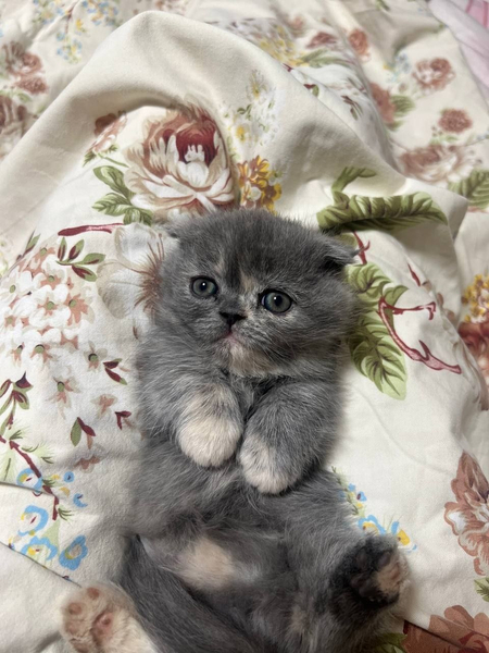 Продаются котята Манчкин